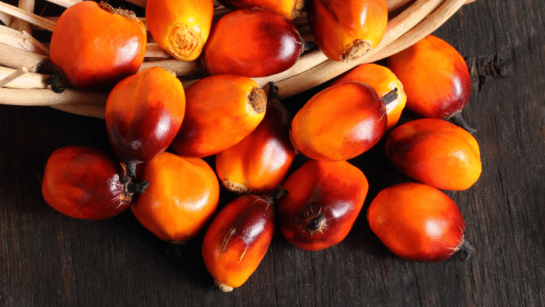 panduan lengkap pemeliharaan kebun sawit – prestigeagro