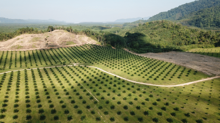 panduan lengkap pemeliharaan kebun sawit – prestigeagro