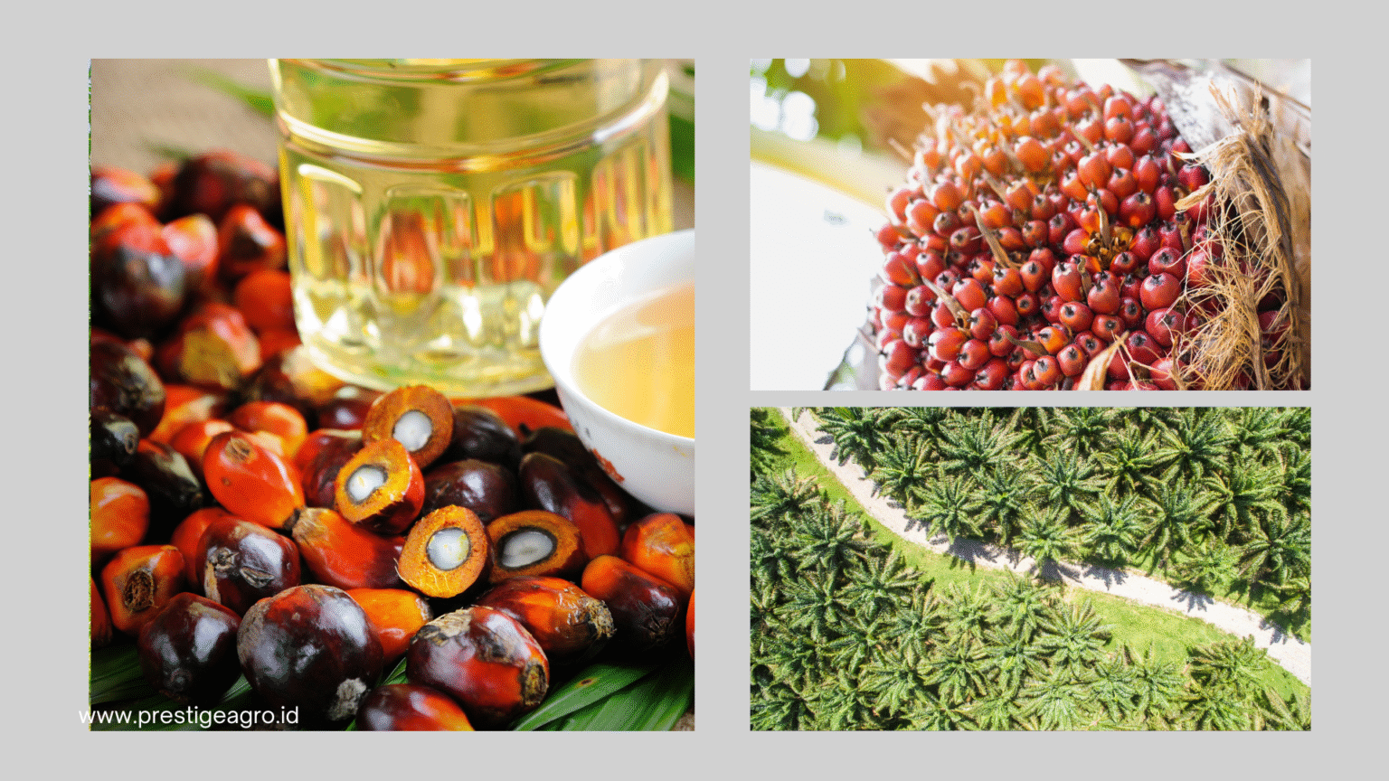 panduan lengkap pemeliharaan kebun sawit – prestigeagro